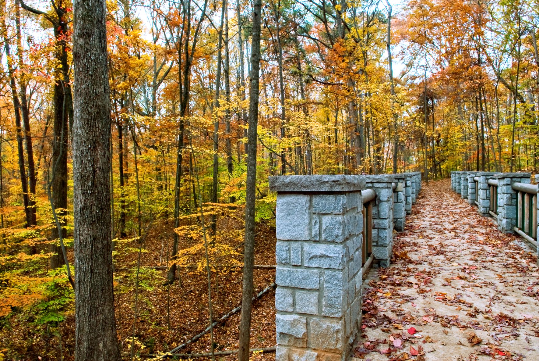 Walking Olmsted's Deepdene Forest - Olmsted Network