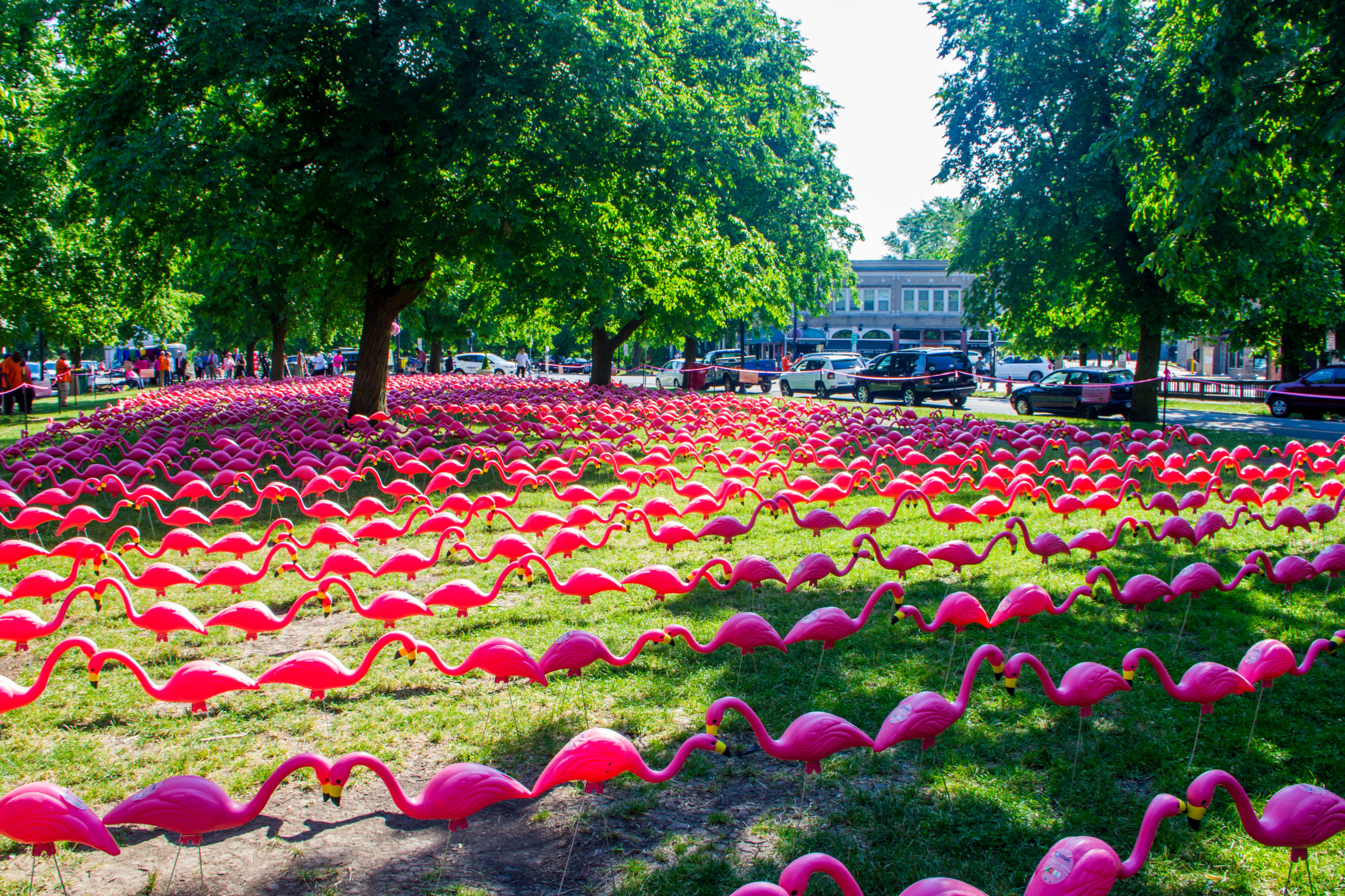 FLOmingos - Attempt to break the Guinness World Records for the Longest ...